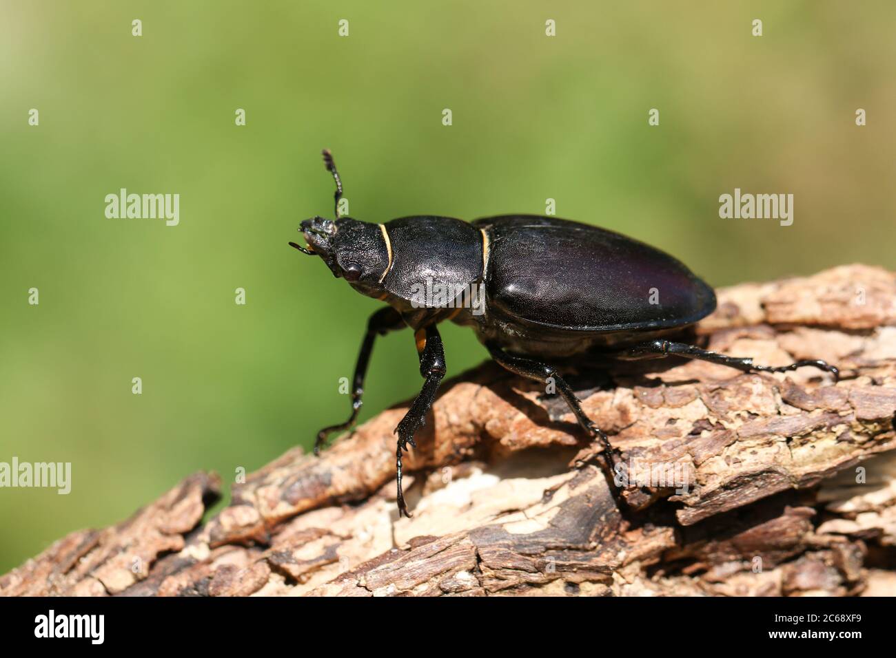 Une magnifique femelle rare Stag Beetle, Lucanus cervus, qui se ...