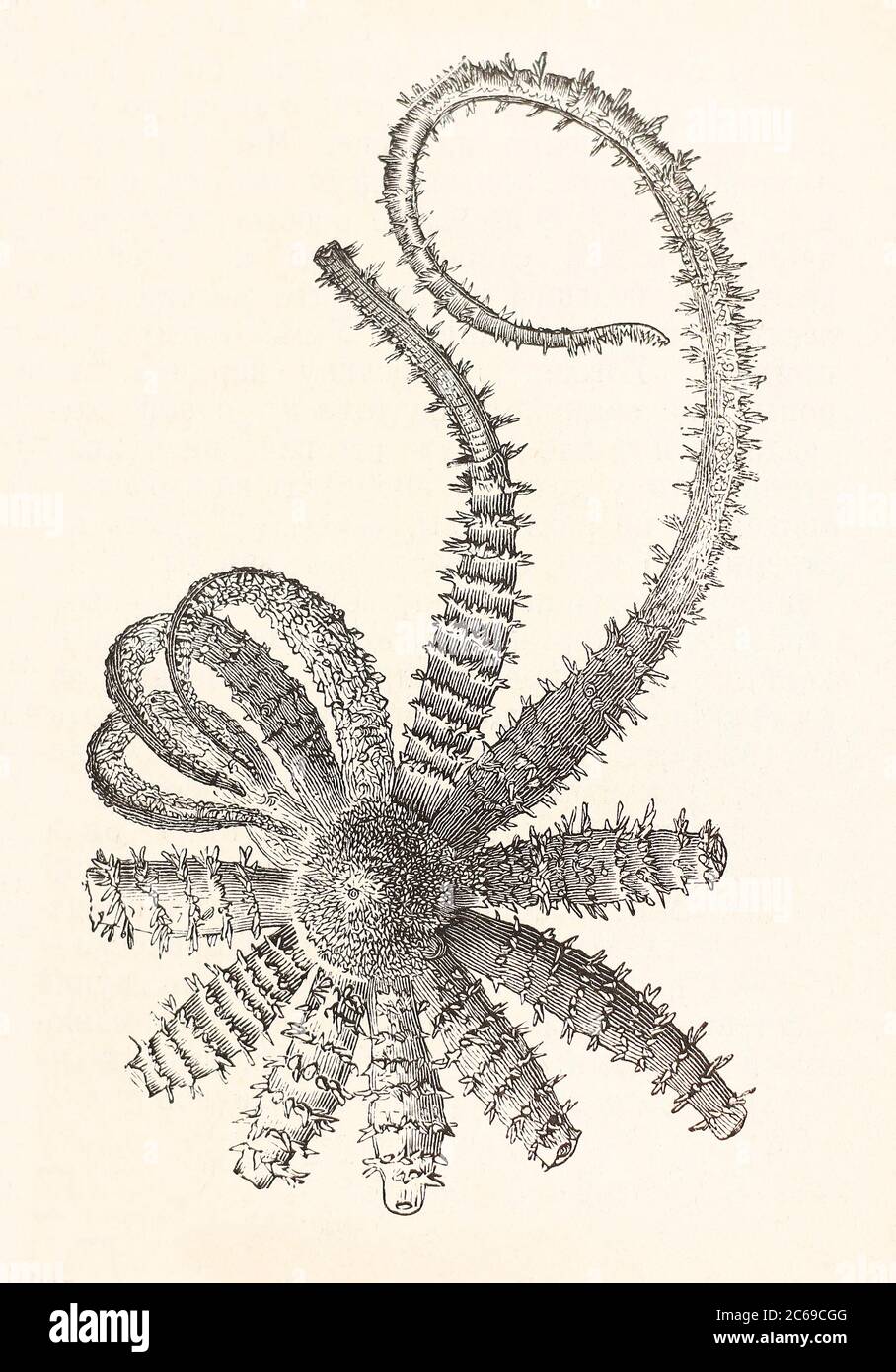 Brisinga coronata Banque de photographies et d’images à haute ...