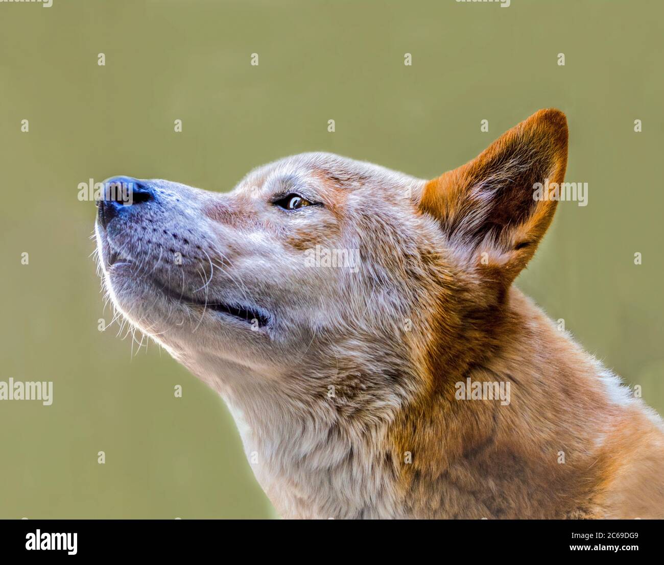Dingo australia Banque de photographies et d’images à haute résolution ...