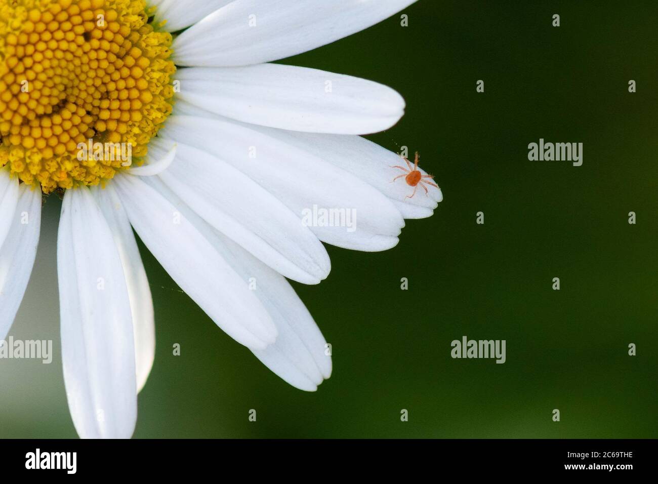 Acarien rouge Banque de photographies et d’images à haute résolution ...