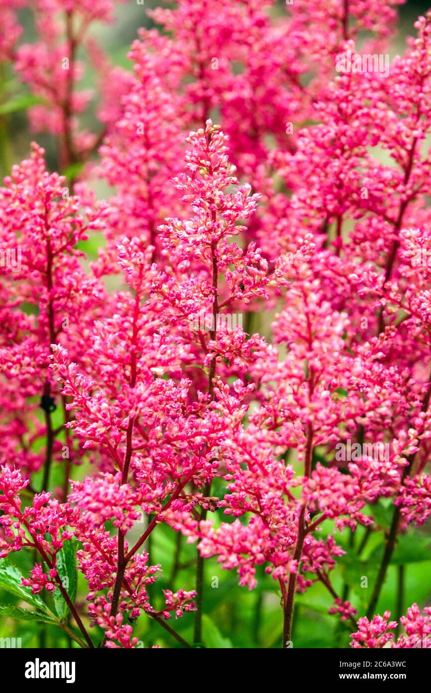 Astilbes roses Banque de photographies et d’images à haute résolution ...