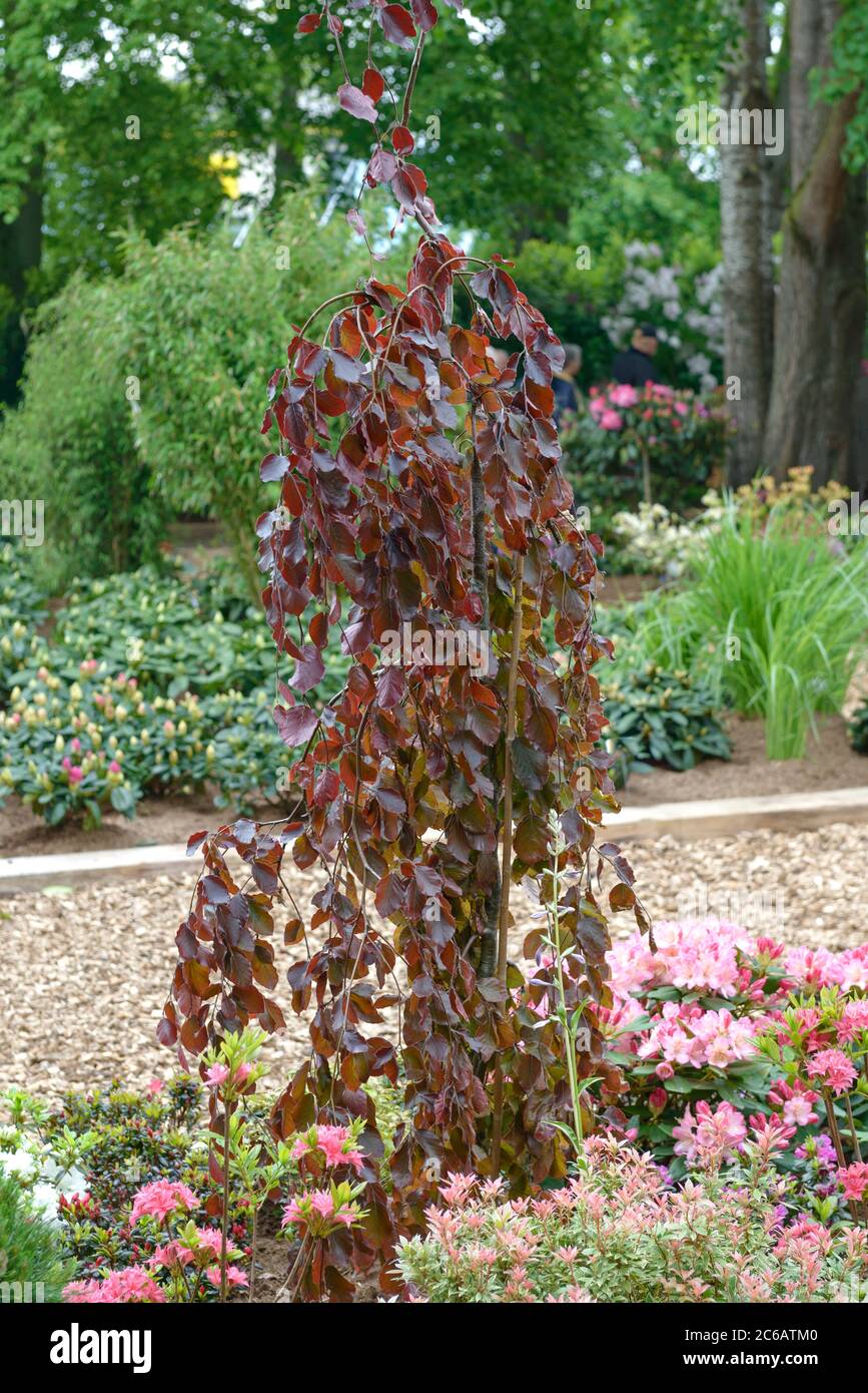 Fagus sylvatica purple fountain Banque de photographies et d’images à ...