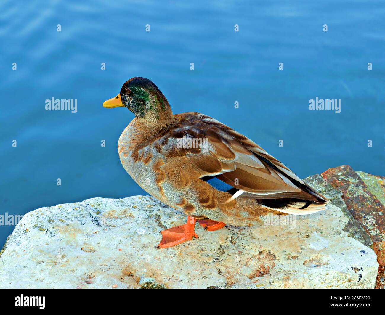 Races de canards Banque de photographies et d’images à haute résolution ...