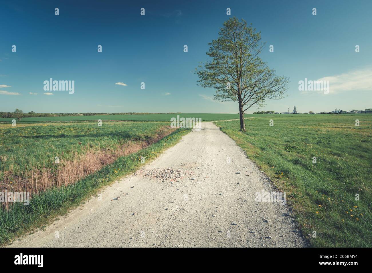 Arbre vert solitaire Banque de photographies et d’images à haute ...
