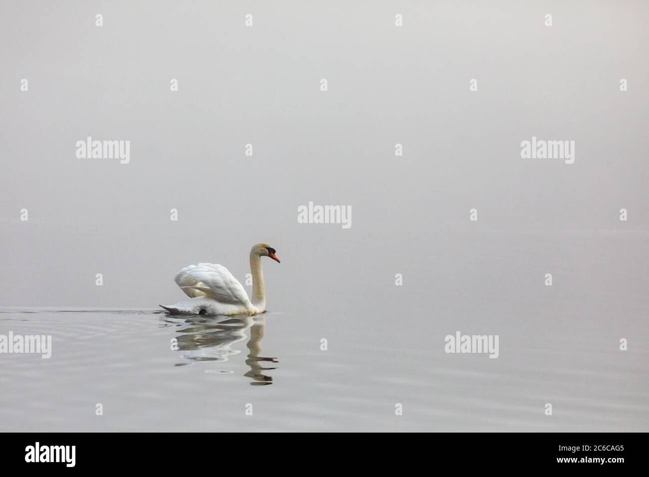 Colonie de cygnes Banque de photographies et d’images à haute résolution - Alamy