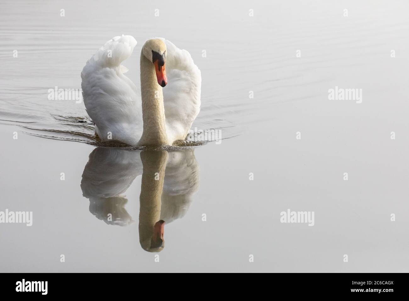 Colonie de cygnes Banque de photographies et d’images à haute résolution - Alamy