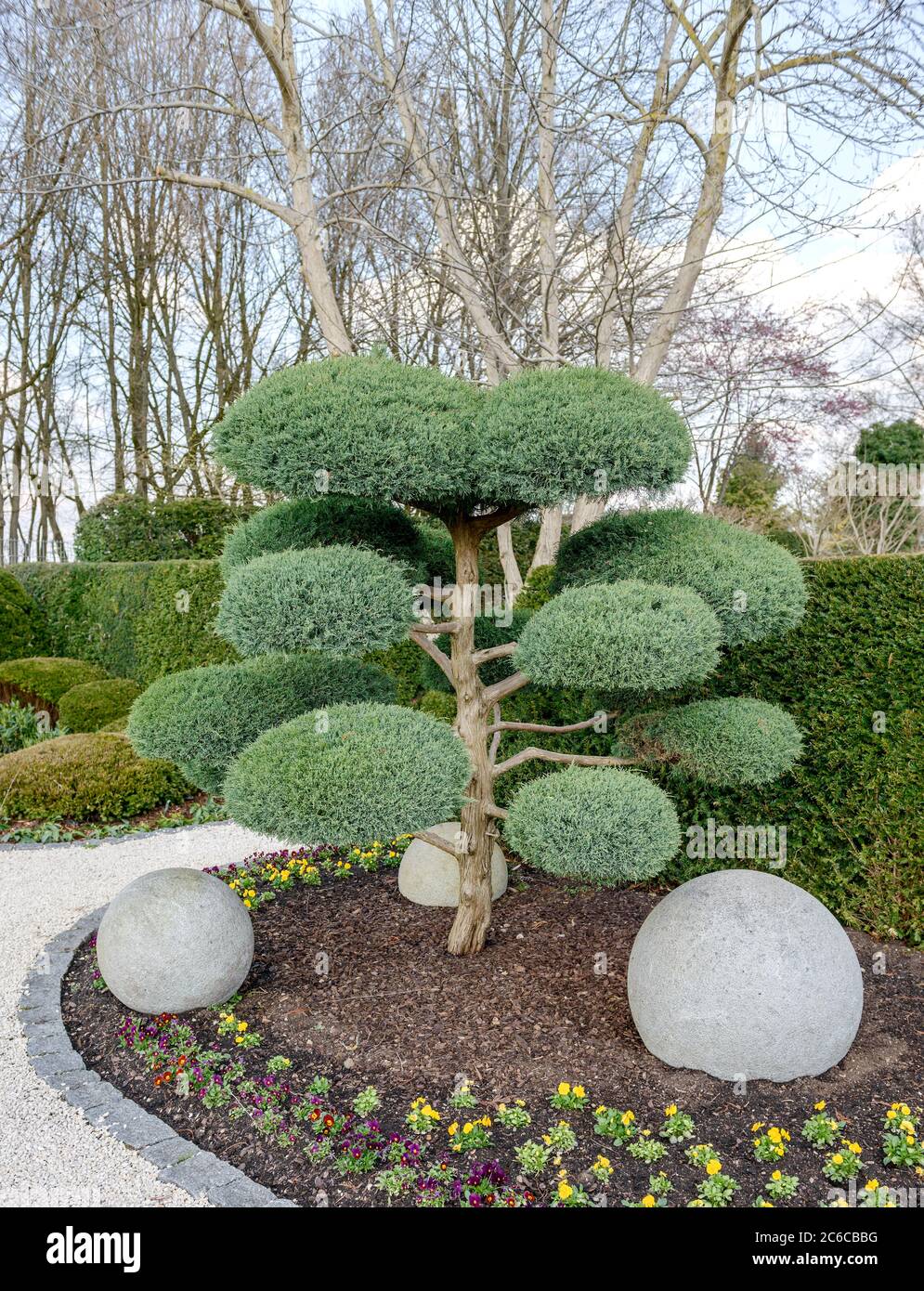 Juniperus chinensis hetzii Banque de photographies et d’images à haute ...