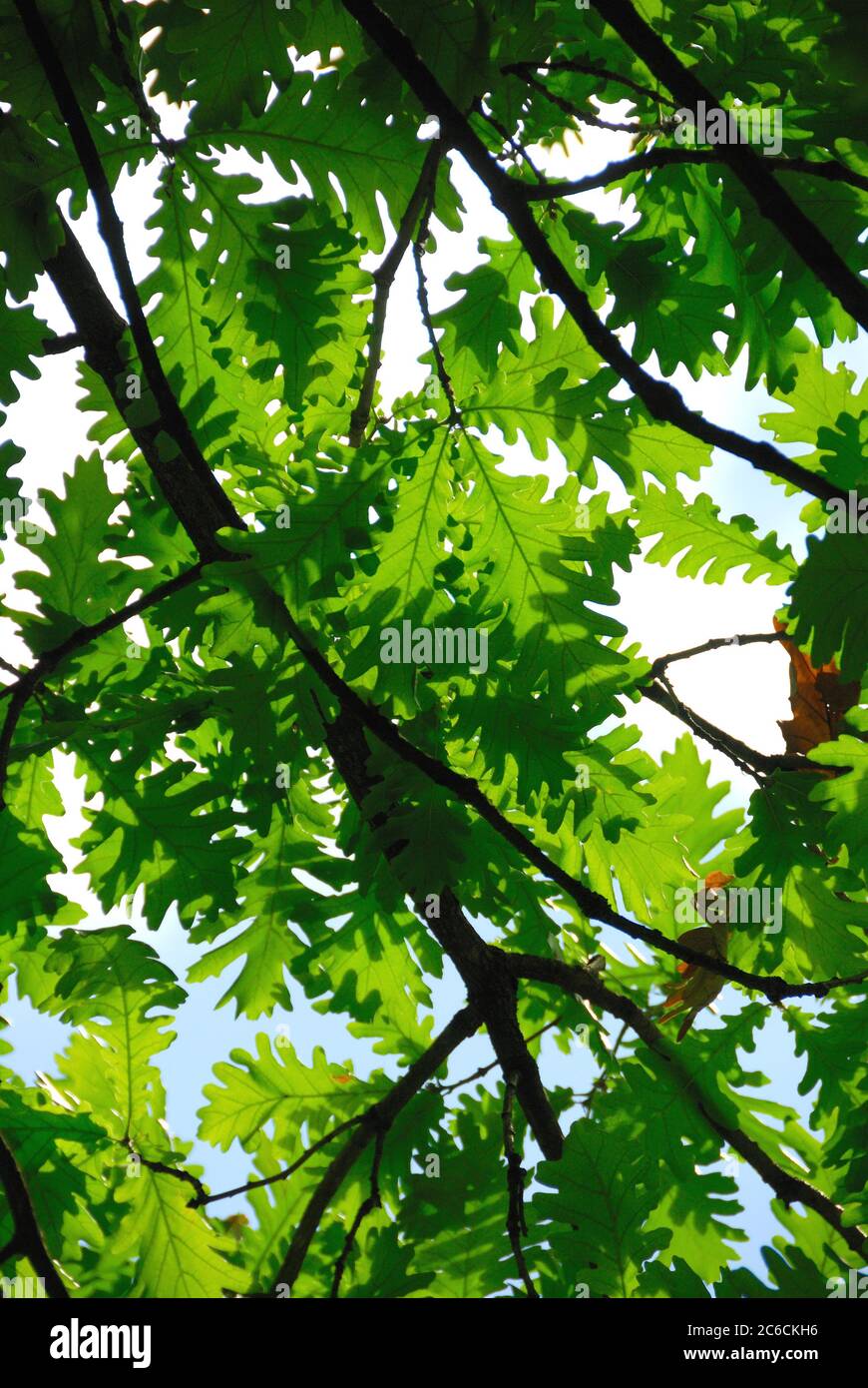 Quercus frainetto Banque de photographies et d’images à haute ...