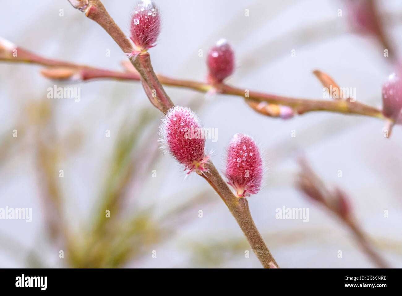 Salix mt aso Banque de photographies et d’images à haute résolution - Alamy