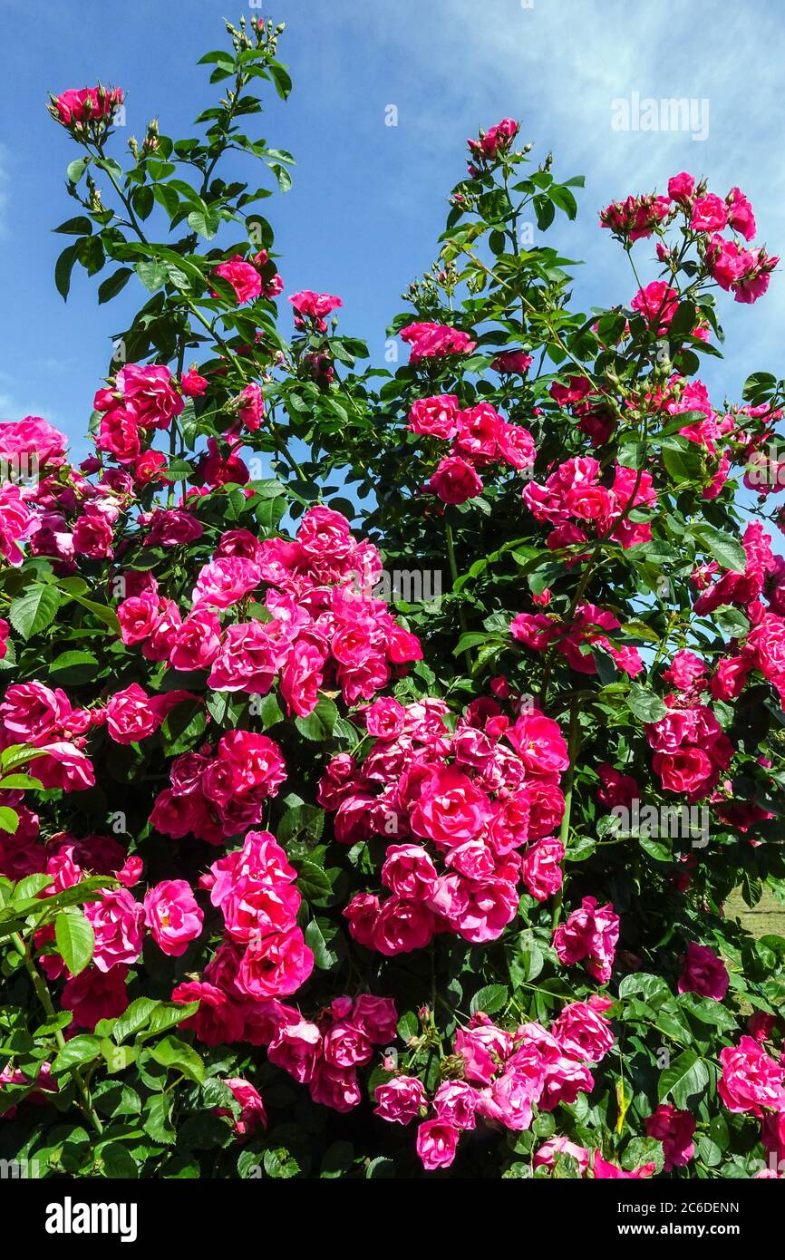 Arbuste rose Banque de photographies et d’images à haute résolution - Alamy