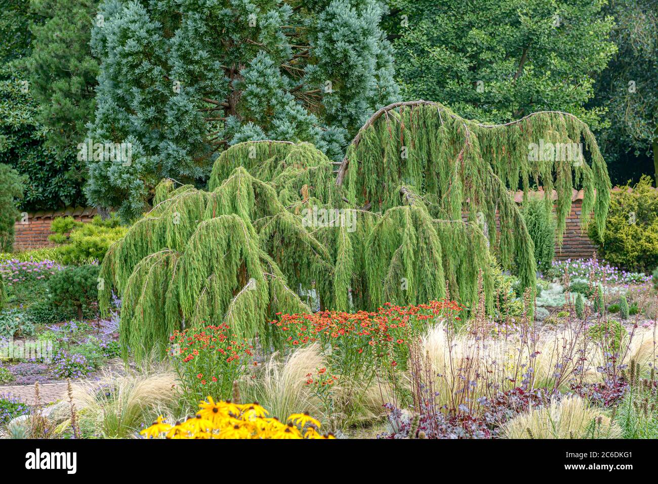 Kaskaden-Wacholder, Juniperus rigida pendula, Cascade Juniper ...