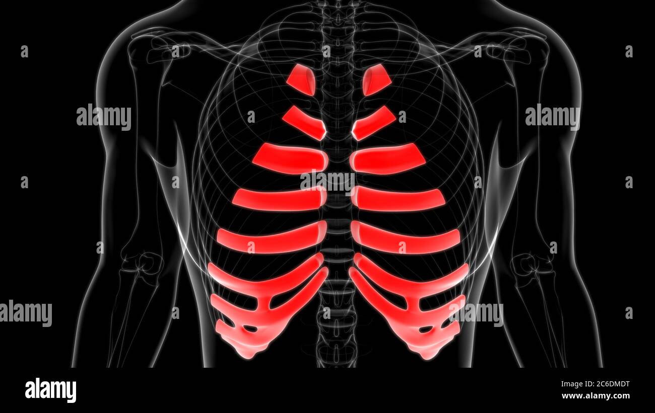 Anatomie du squelette humain cartilage de type Costal 3D Rendering for ...