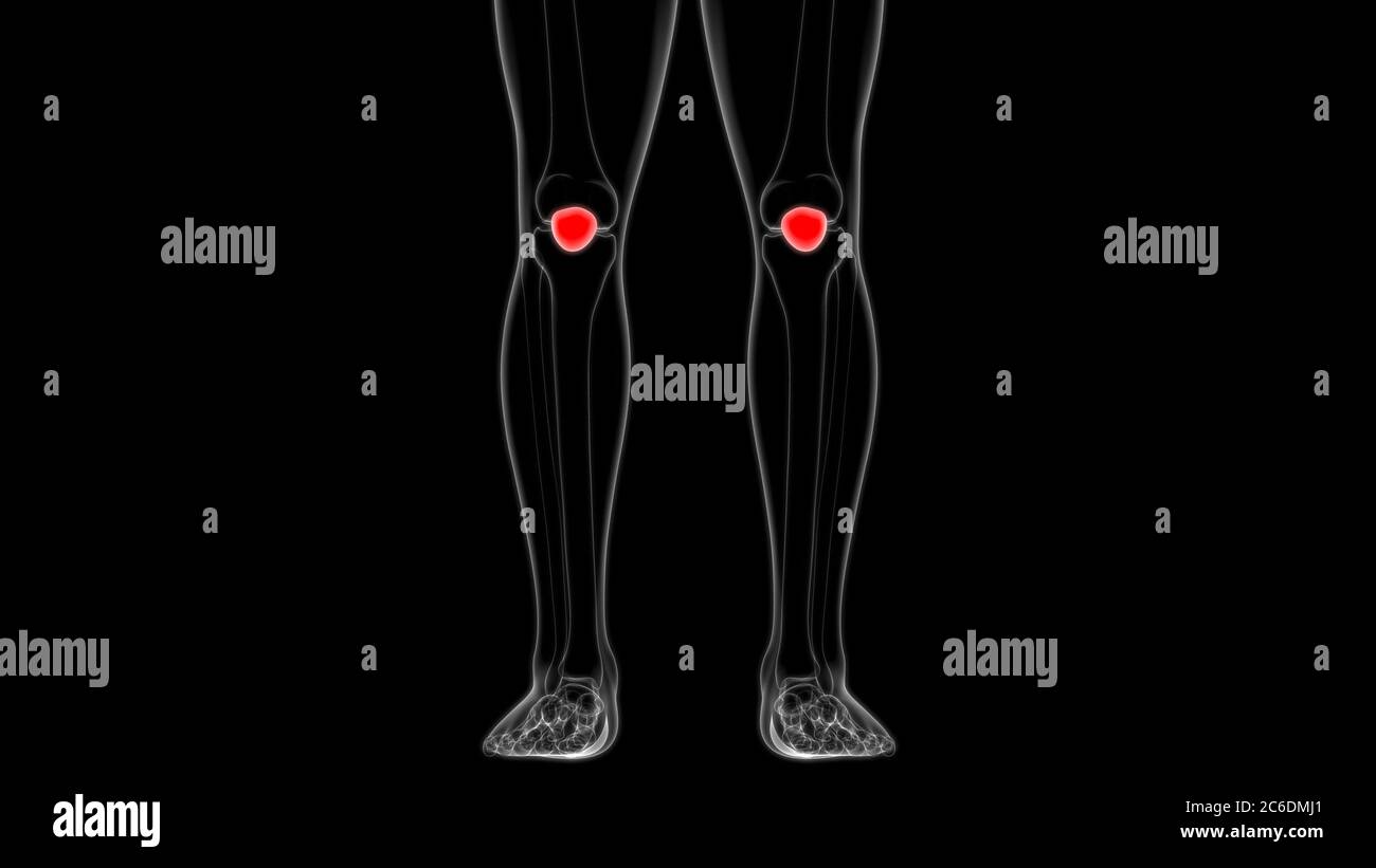 Anatomie du squelette humain rotule OS 3D Rendering for Medical concept ...