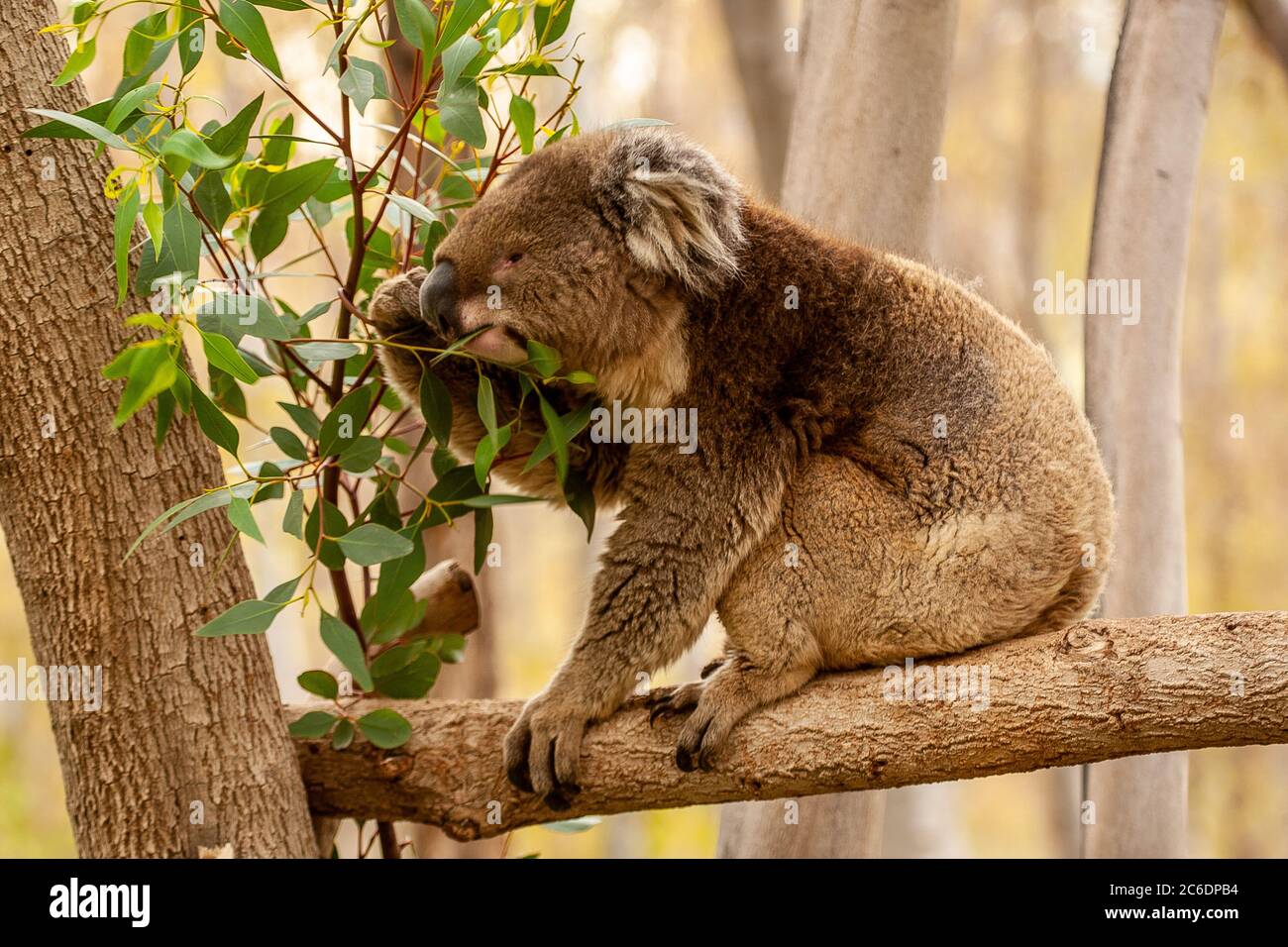 Koala mange des feuilles Banque de photographies et d’images à haute ...