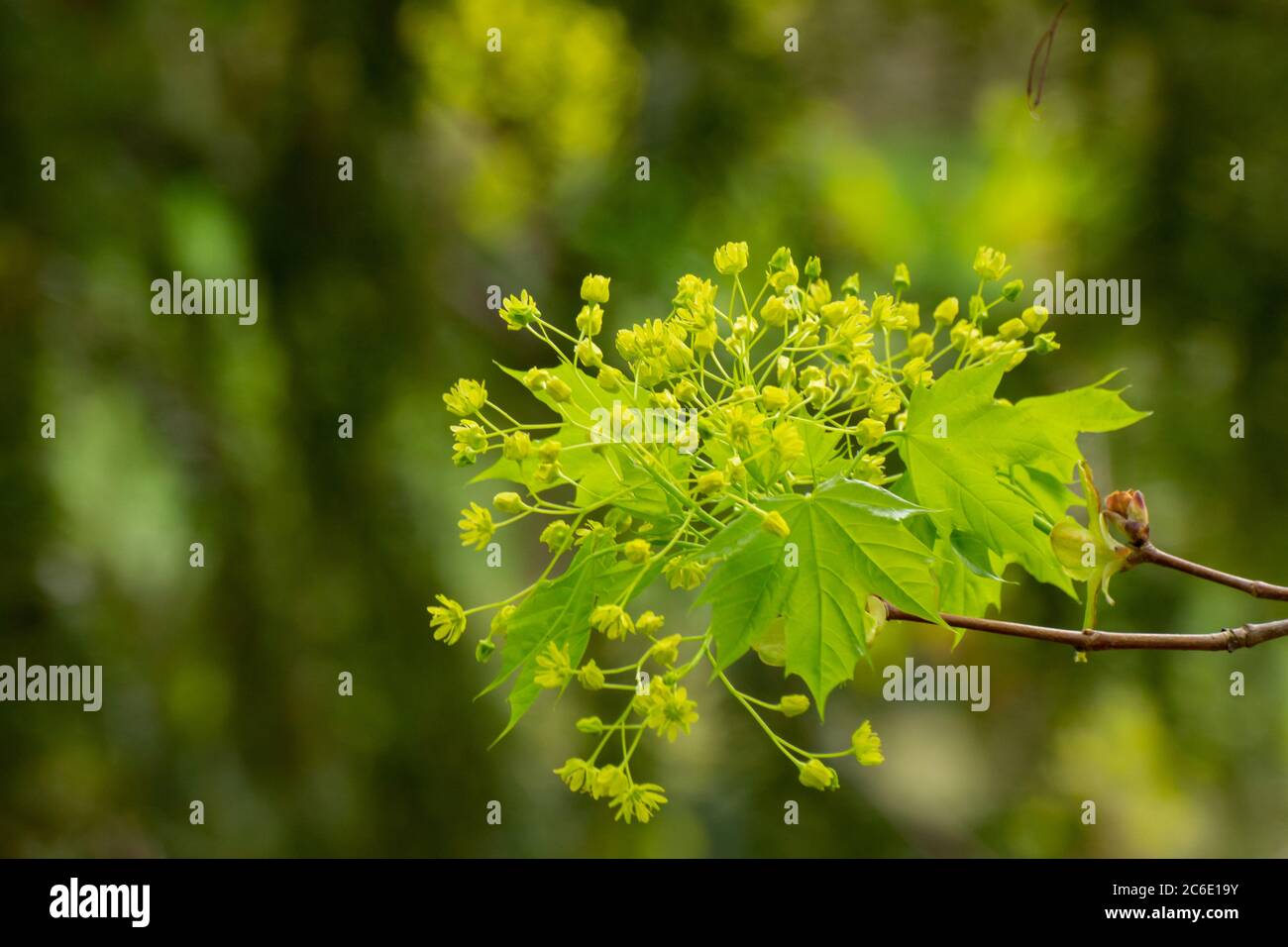 Fleur d'érable Banque de photographies et d’images à haute résolution ...