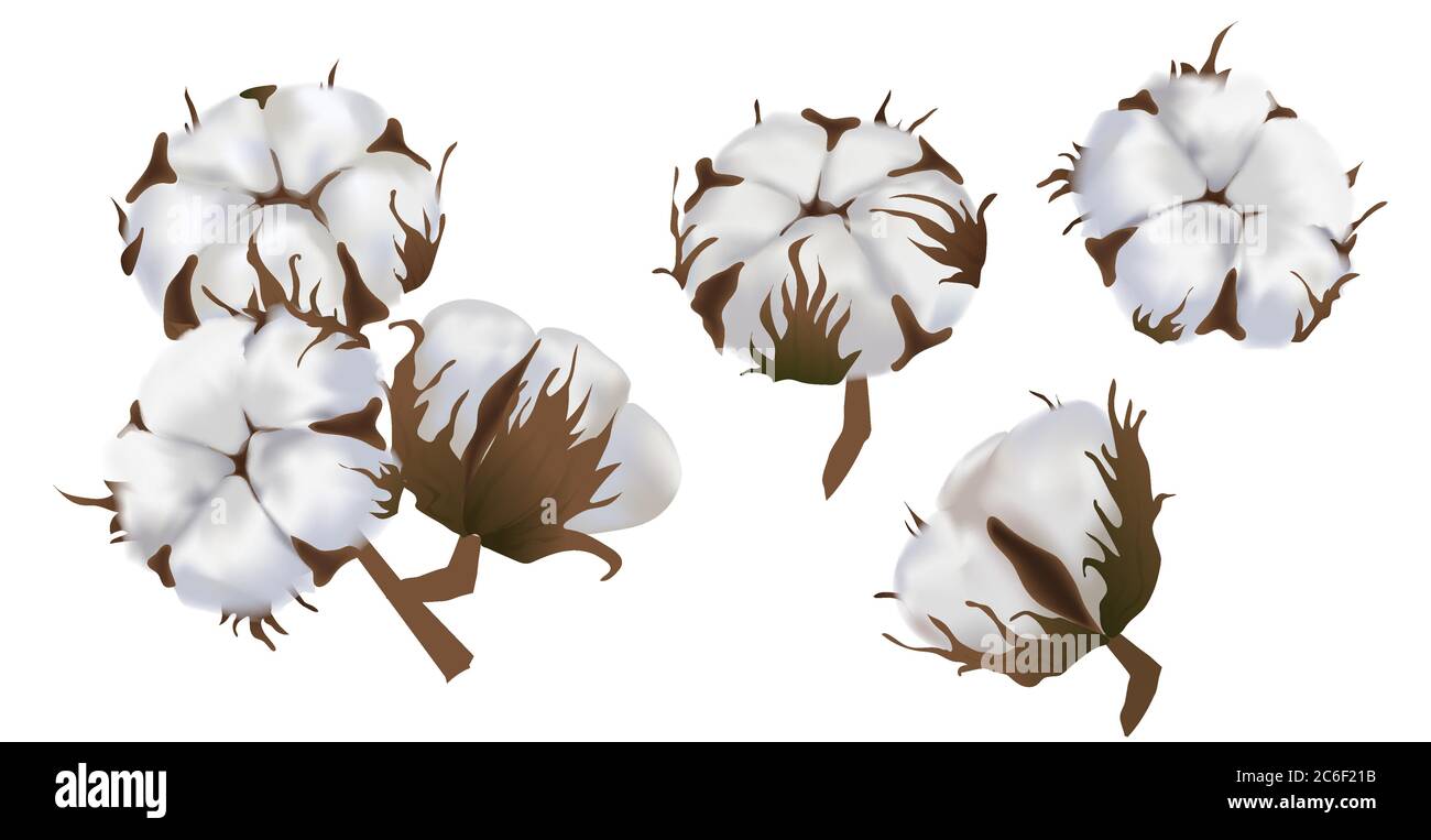 Dessin fleur de coton Banque de photographies et d’images à haute ...