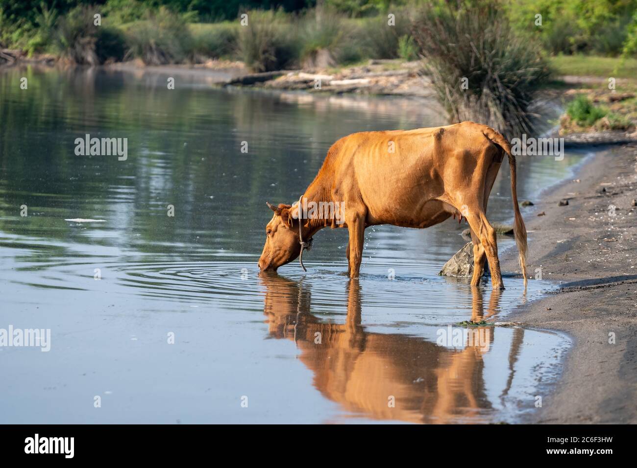 étang de vache de mer Banque de photographies et d’images à haute ...