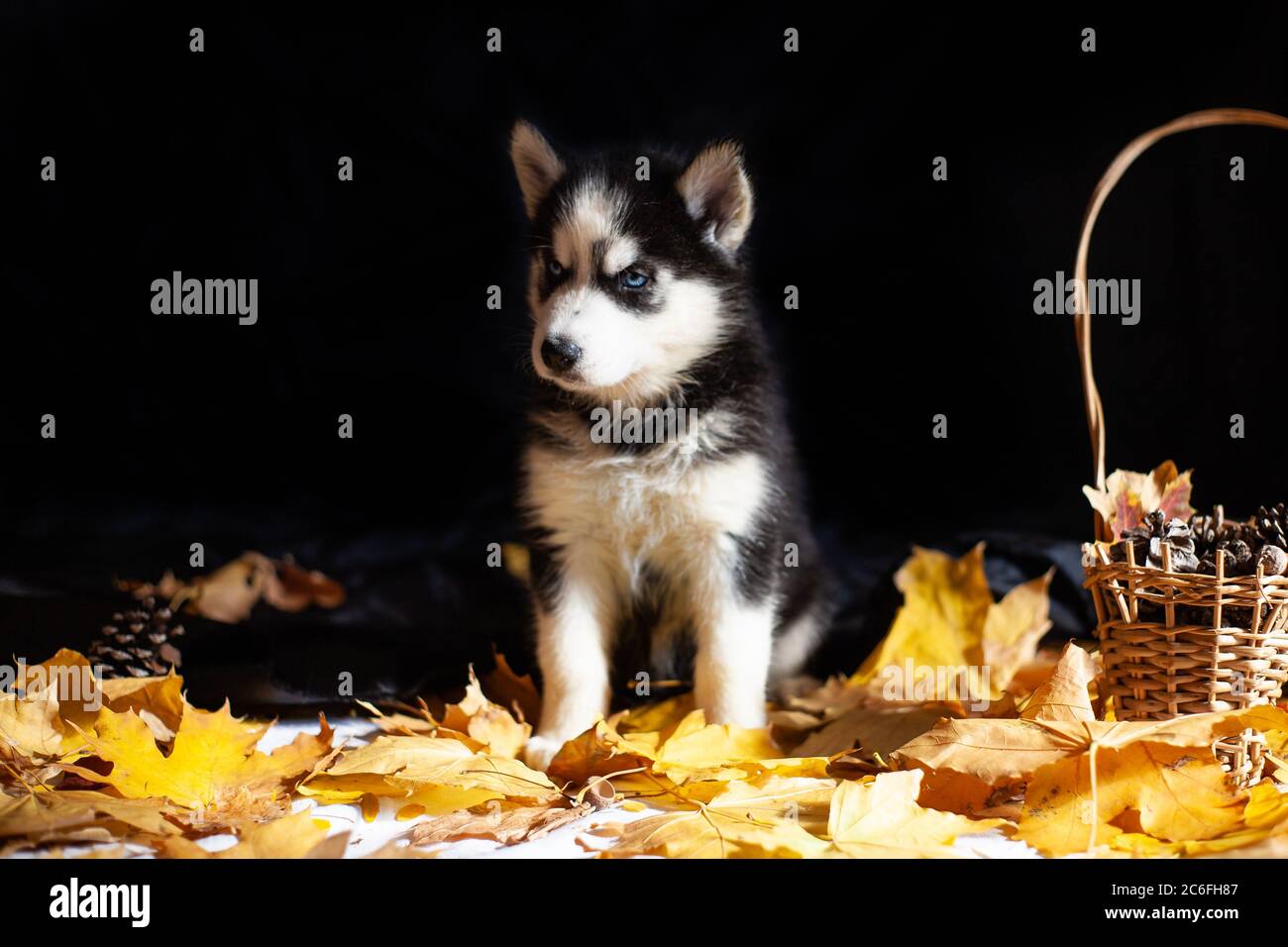 Husky Sibérien Noir Banque d'image et photos - Alamy