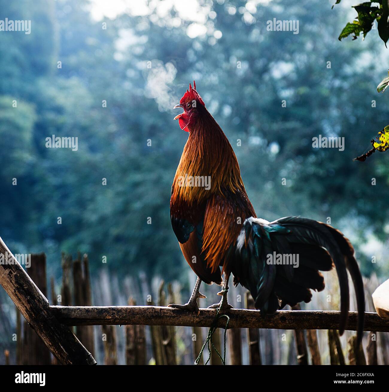 Coq qui chante Banque de photographies et d’images à haute résolution ...