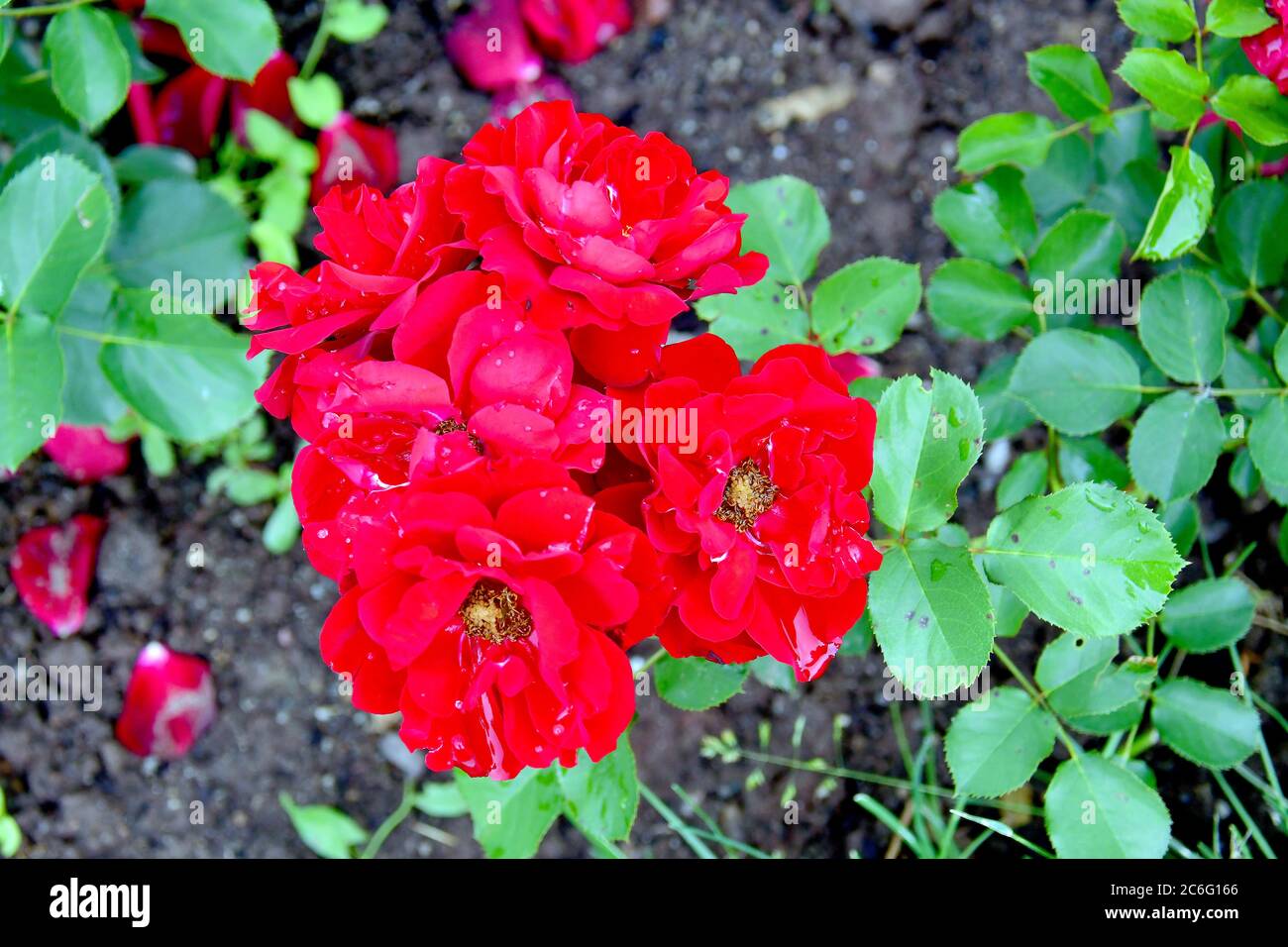 Rose lili marlene Banque de photographies et d’images à haute ...