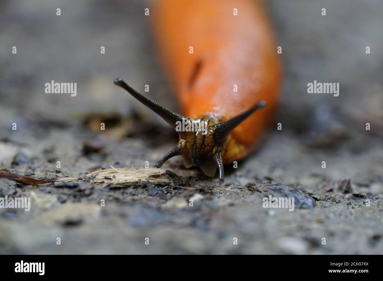 Slug face Banque de photographies et d’images à haute résolution - Alamy