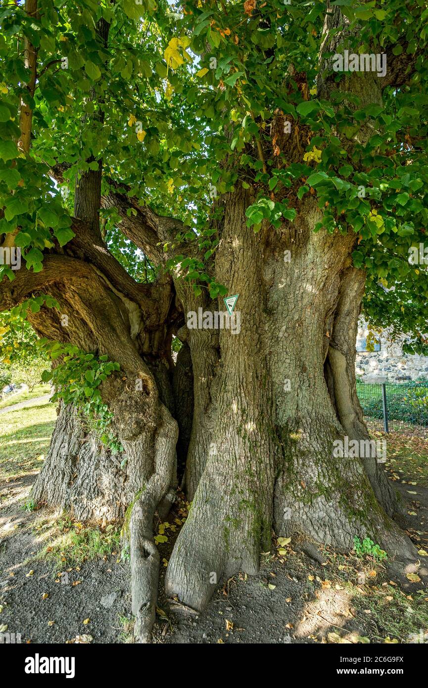 Arbre creux monument naturel Banque de photographies et d’images à ...