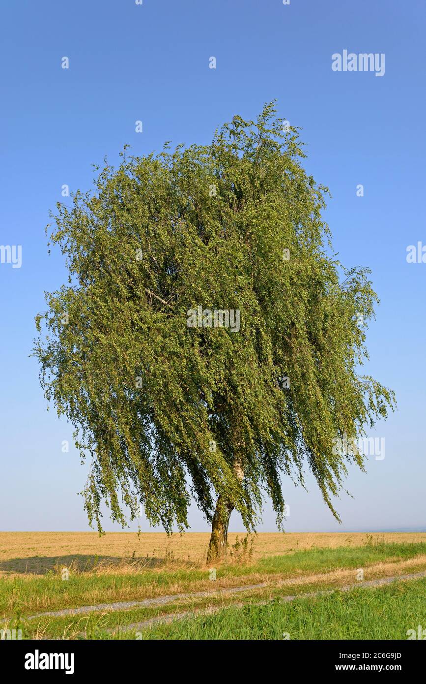Arbre solitaire sur un chemin de champ Banque de photographies et d ...