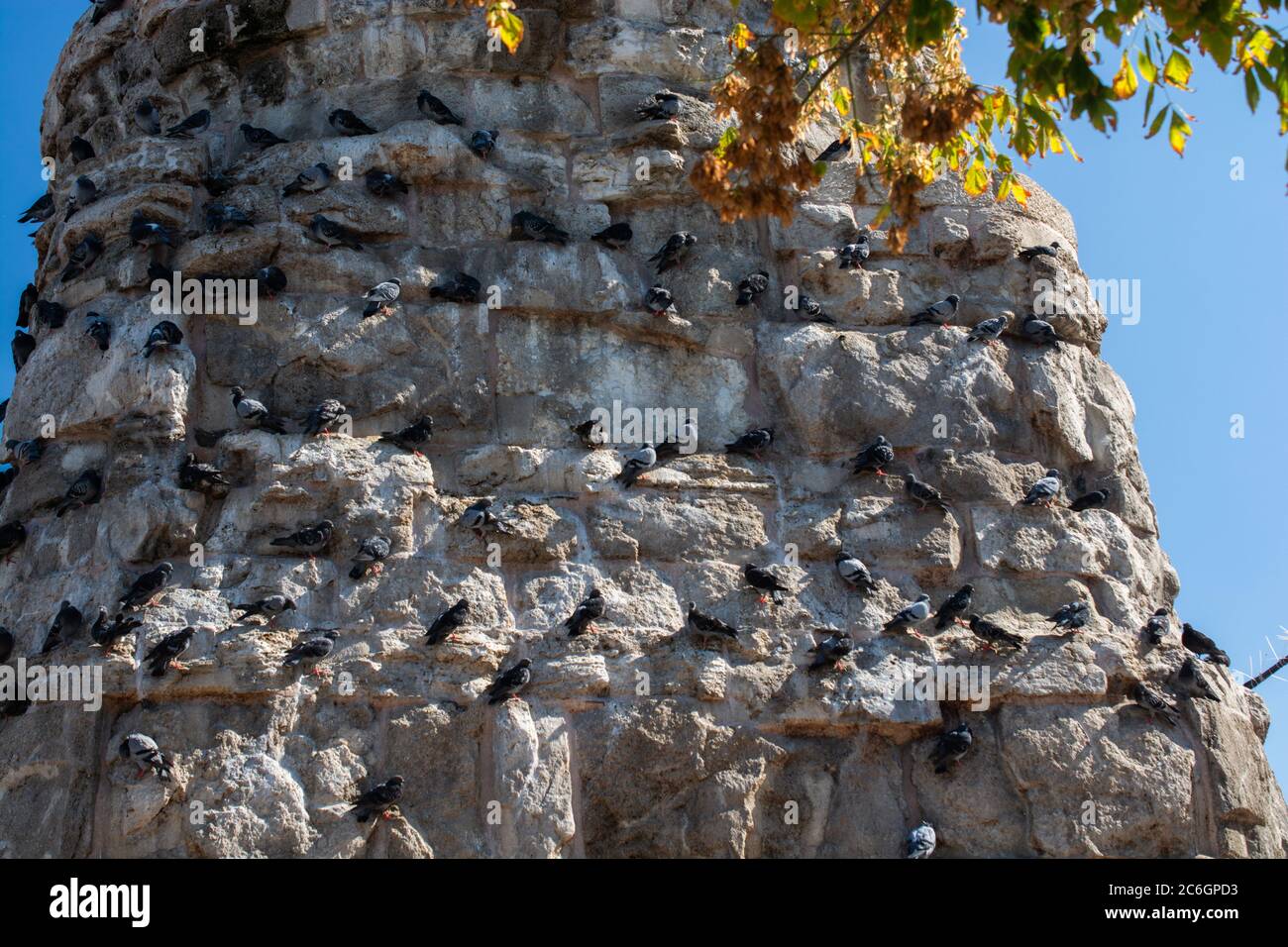 Pigeons assis sur des rochers Banque de photographies et d’images à ...