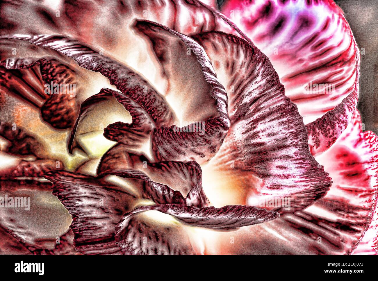 Holographic rose Banque de photographies et d’images à haute résolution ...