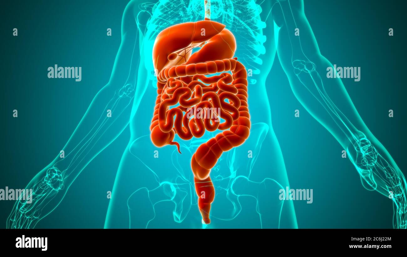 Sistema digestivo humano Banque de photographies et d’images à haute ...