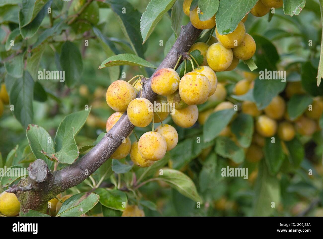 Prunus domestica mirabelle de nancy Banque de photographies et d’images ...