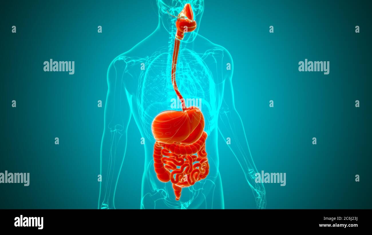 Système digestif humain Anatomy for Medical concept 3D Illustration ...