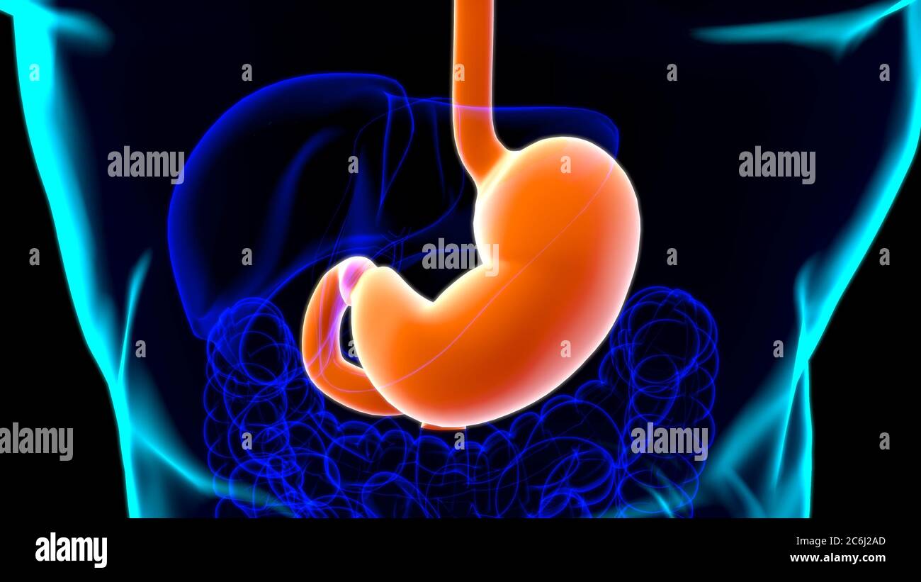 Anatomie de l'estomac système digestif humain pour concept médical ...