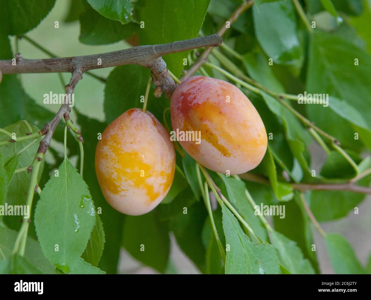 Arbre de tipala Banque de photographies et d’images à haute résolution ...