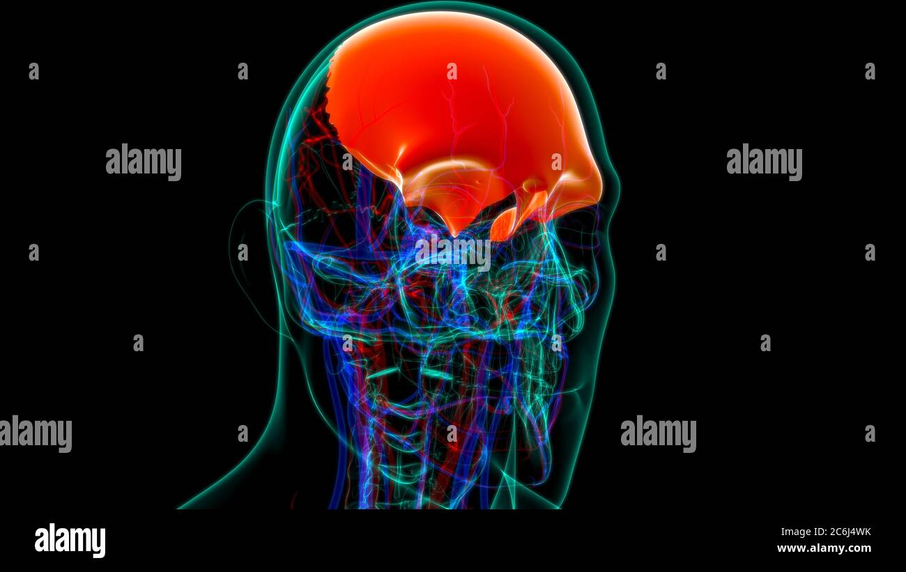 Squelette humain crâne Anatomie osseuse frontale pour le concept ...