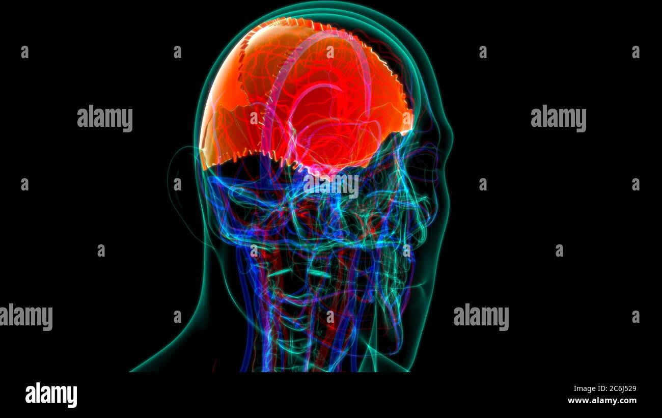 Squelette humain crâne pariétal OS Anatomie pour le concept médical ...