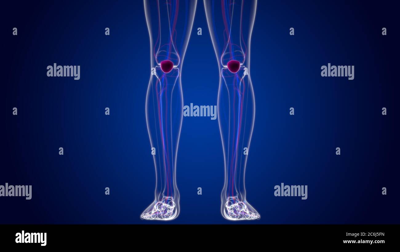 Anatomie du squelette humain rotule OS 3D Rendering for Medical concept ...