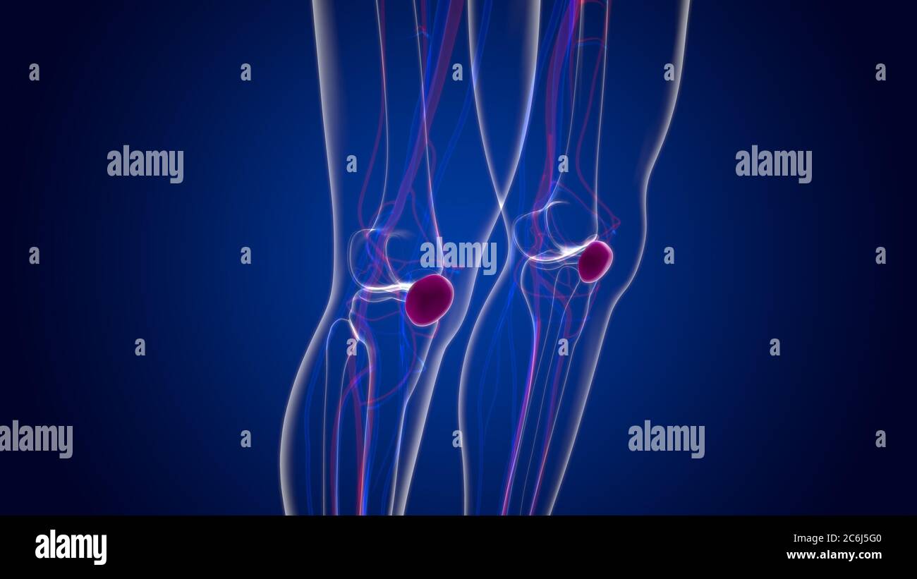 Anatomie du squelette humain rotule OS 3D Rendering for Medical concept ...