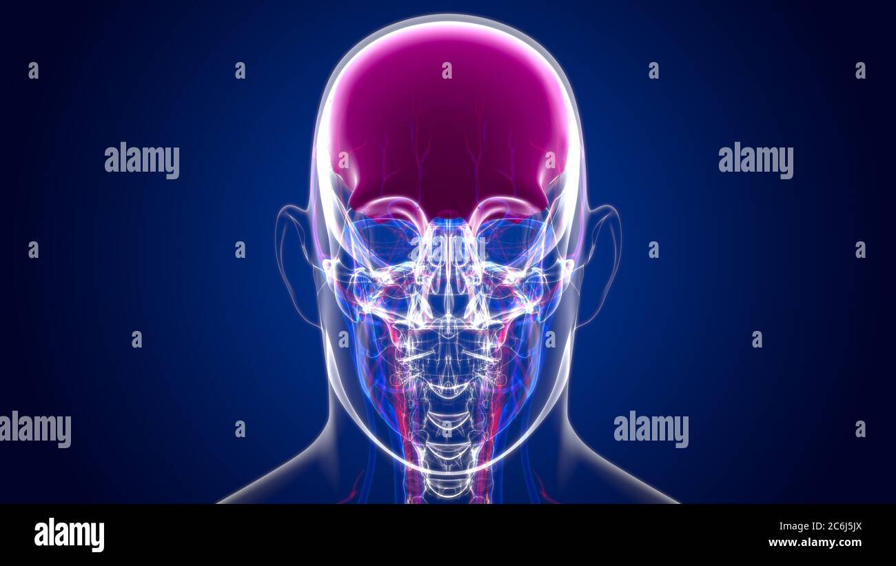 Squelette humain crâne Anatomie osseuse frontale pour le concept ...