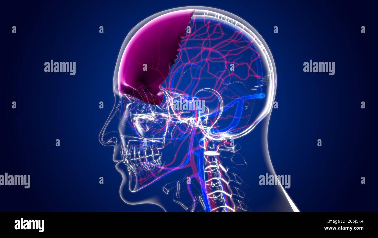 Squelette humain crâne Anatomie osseuse frontale pour le concept ...