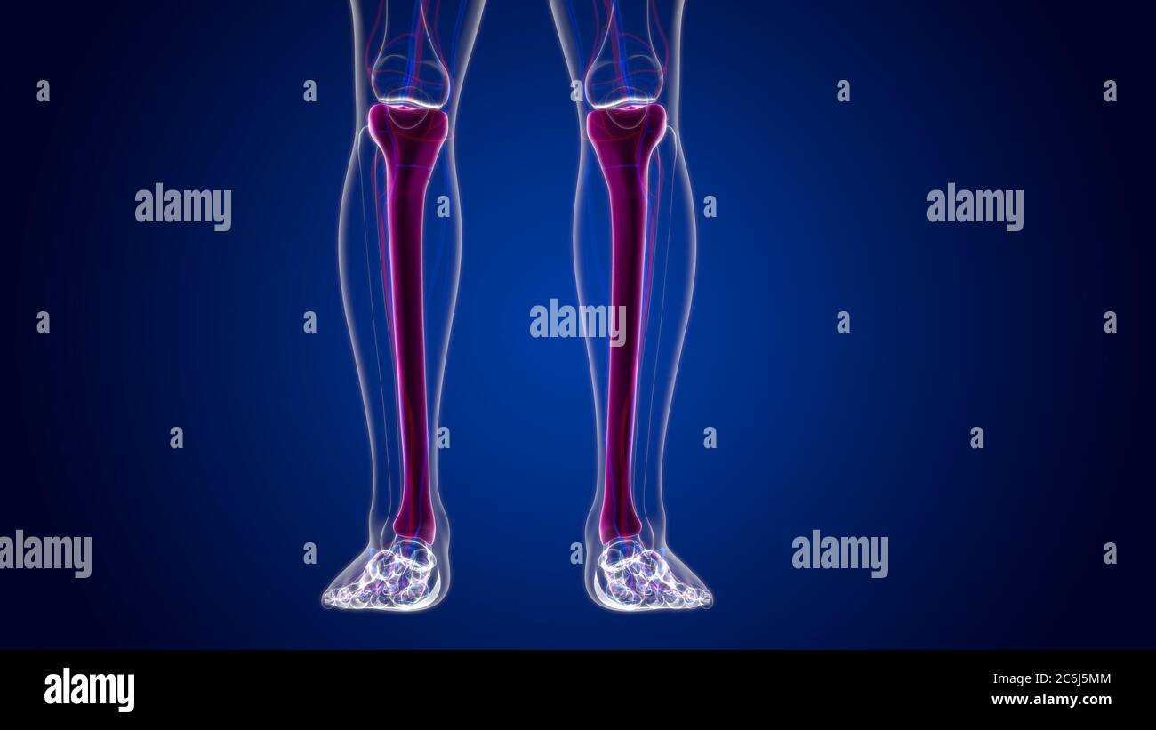 Anatomie du squelette humain Tibia Bone 3D Rendering for Medical ...