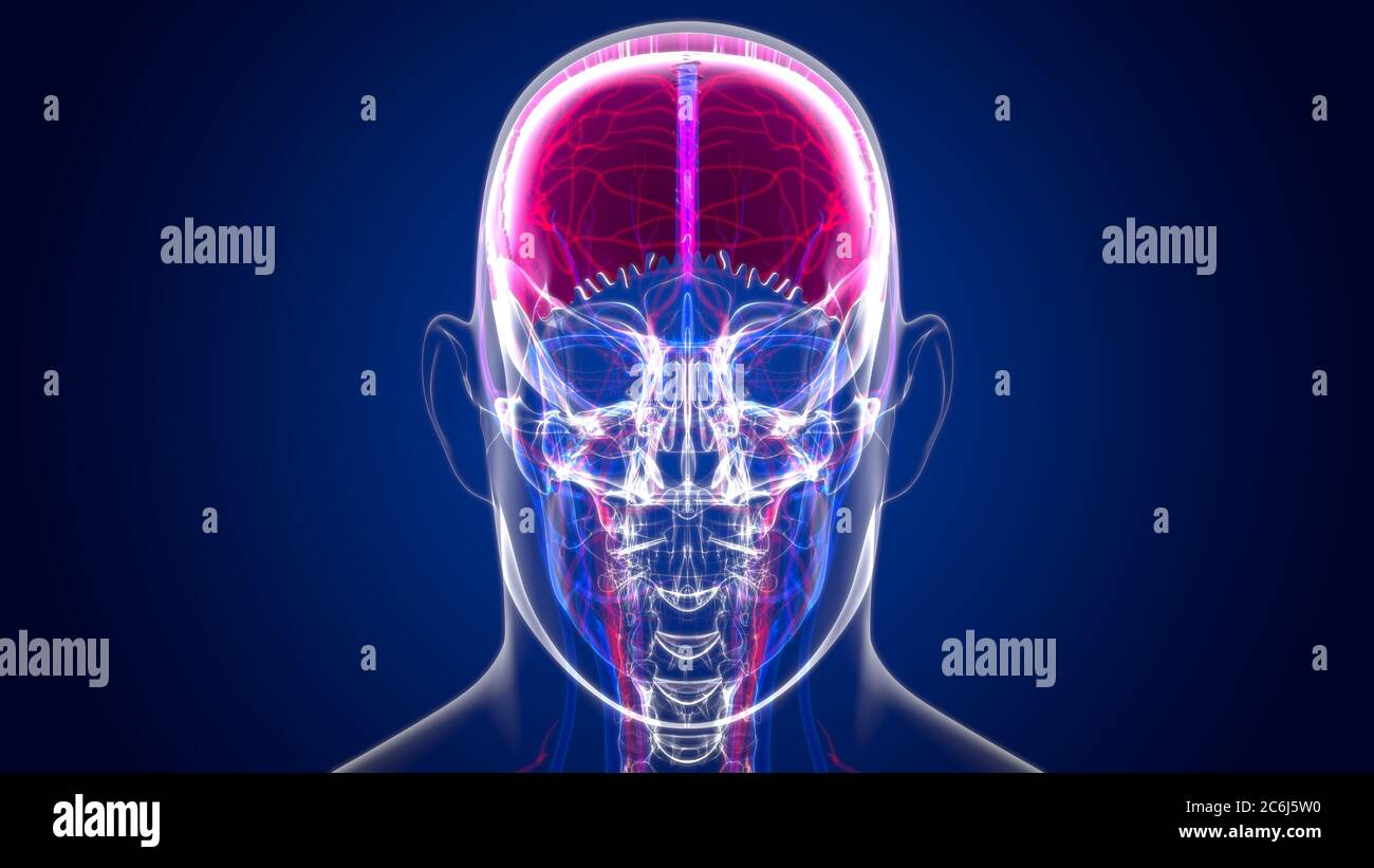 Squelette humain crâne pariétal OS Anatomie pour le concept médical ...