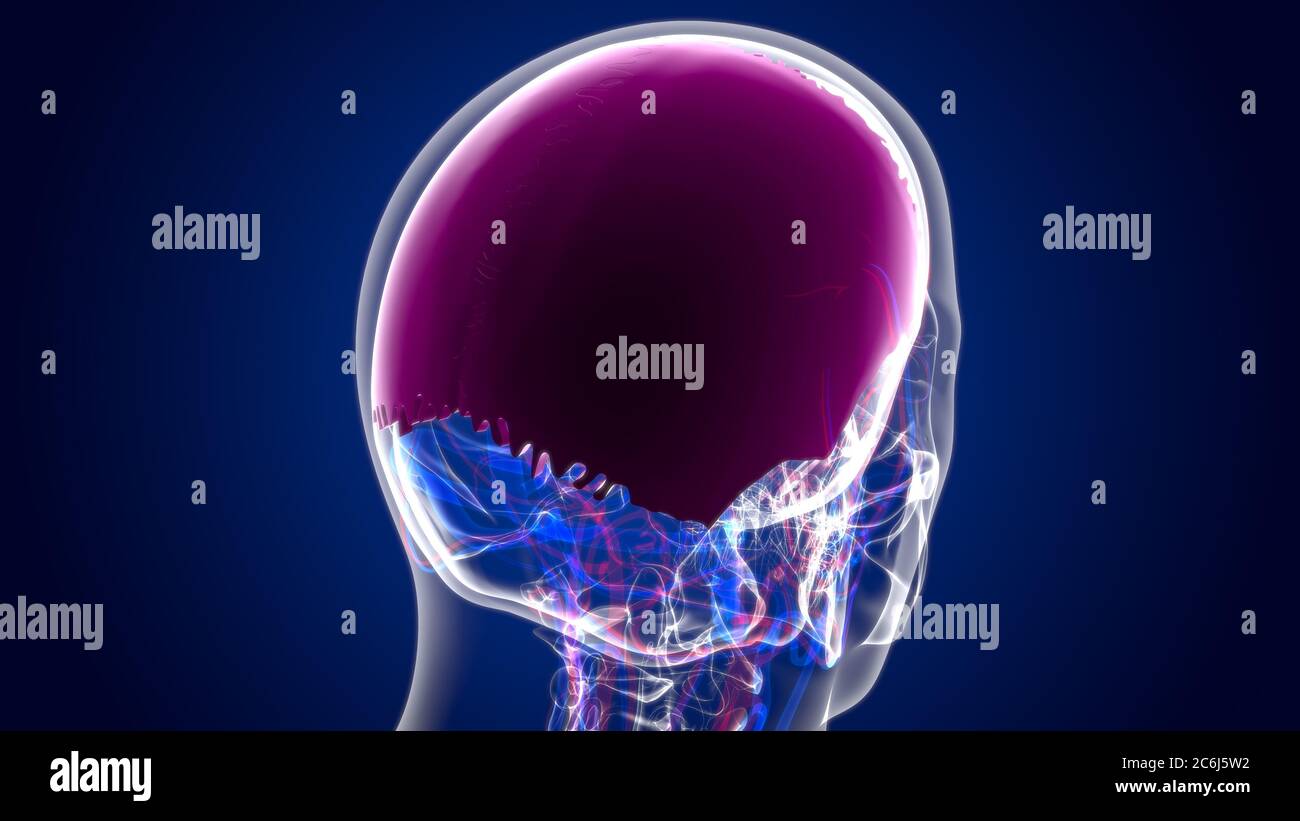 Squelette humain crâne pariétal OS Anatomie pour le concept médical ...