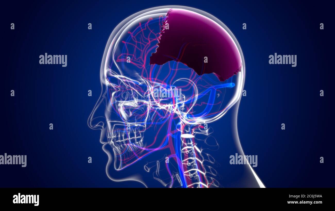 Squelette humain crâne pariétal OS Anatomie pour le concept médical ...