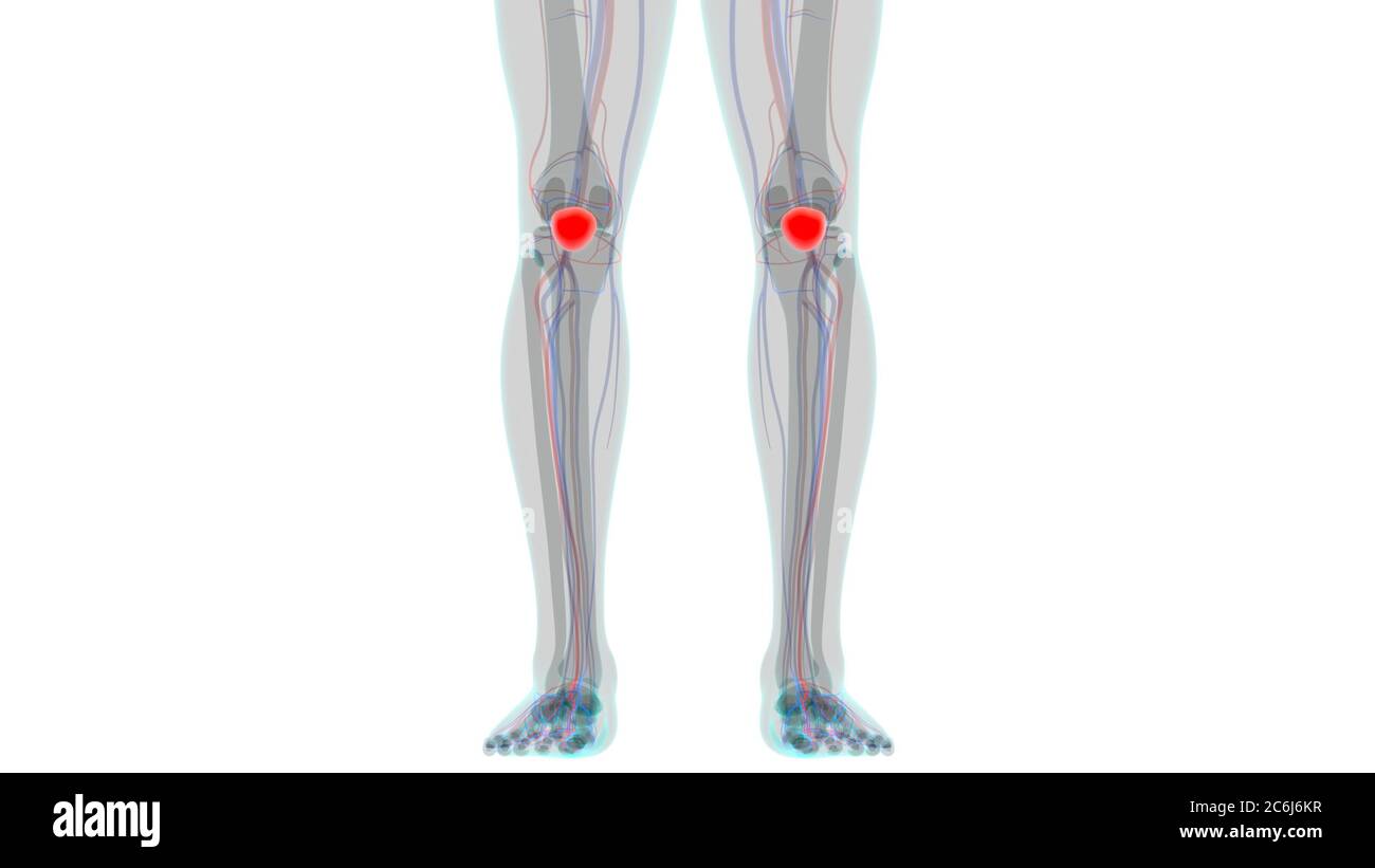 Anatomie du squelette humain rotule OS 3D Rendering for Medical concept ...