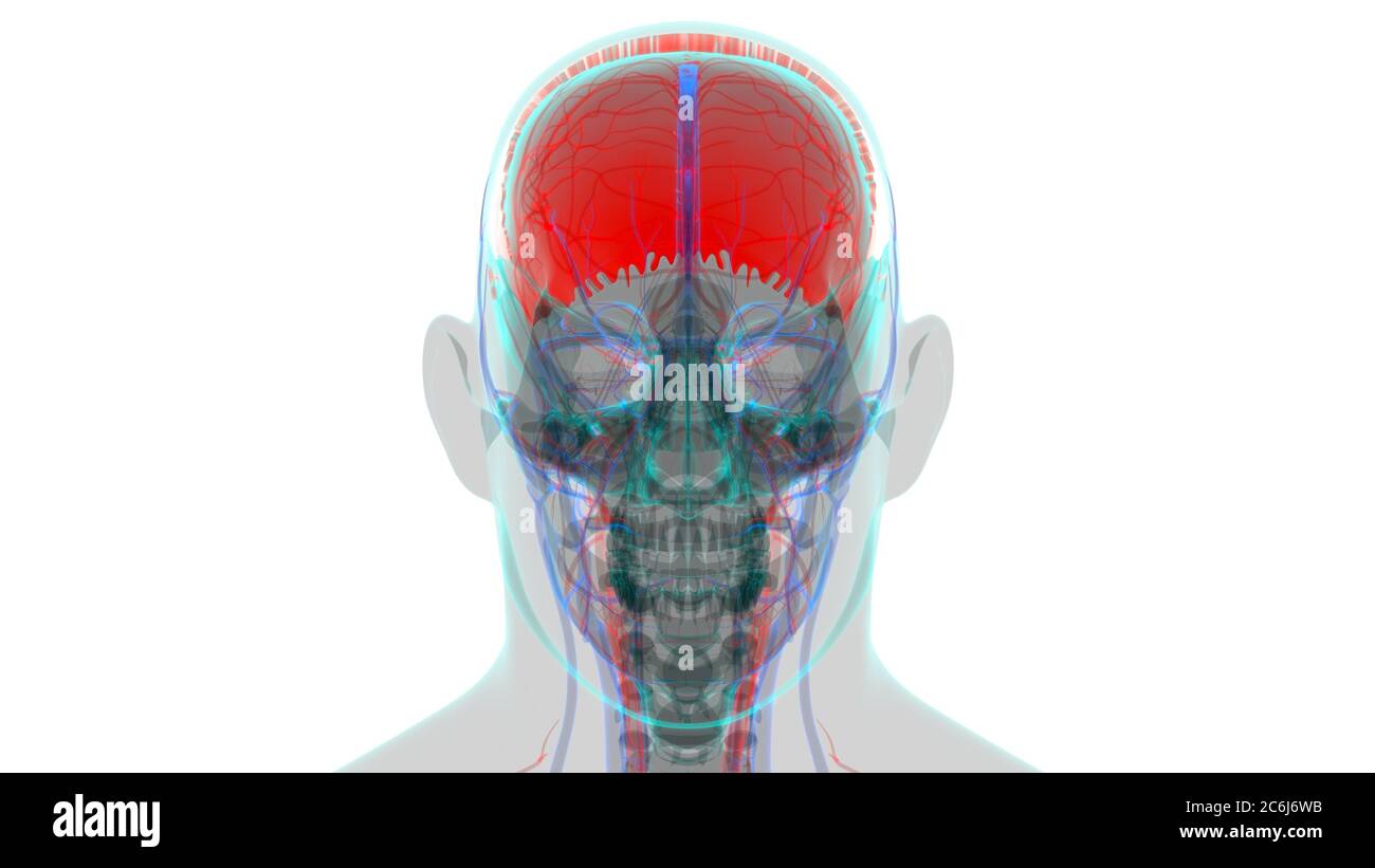 Squelette humain crâne pariétal OS Anatomie pour le concept médical ...