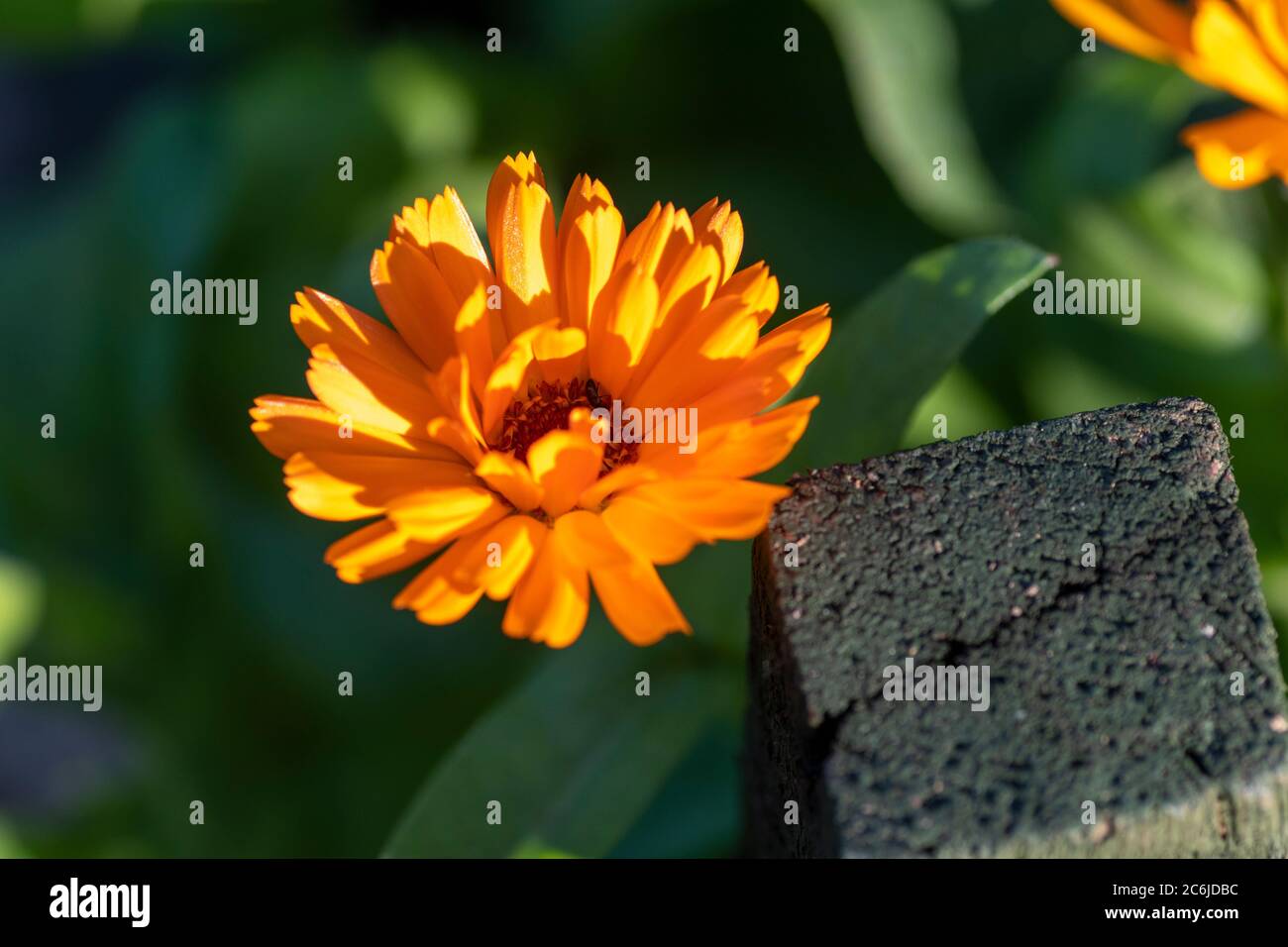 Calendula officinalis flower Banque de photographies et d’images à ...