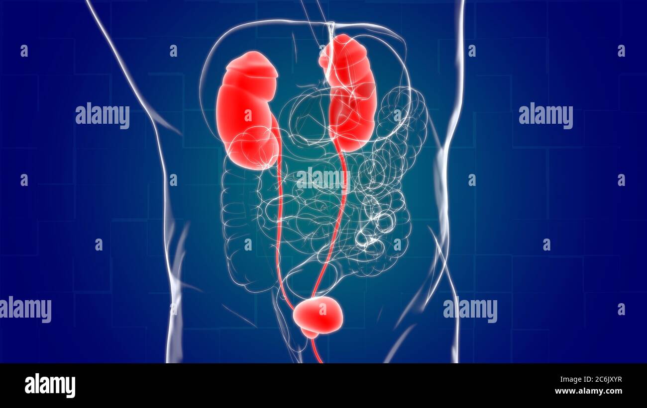 Système urinaire humain reins avec vessie Anatomie pour le concept ...