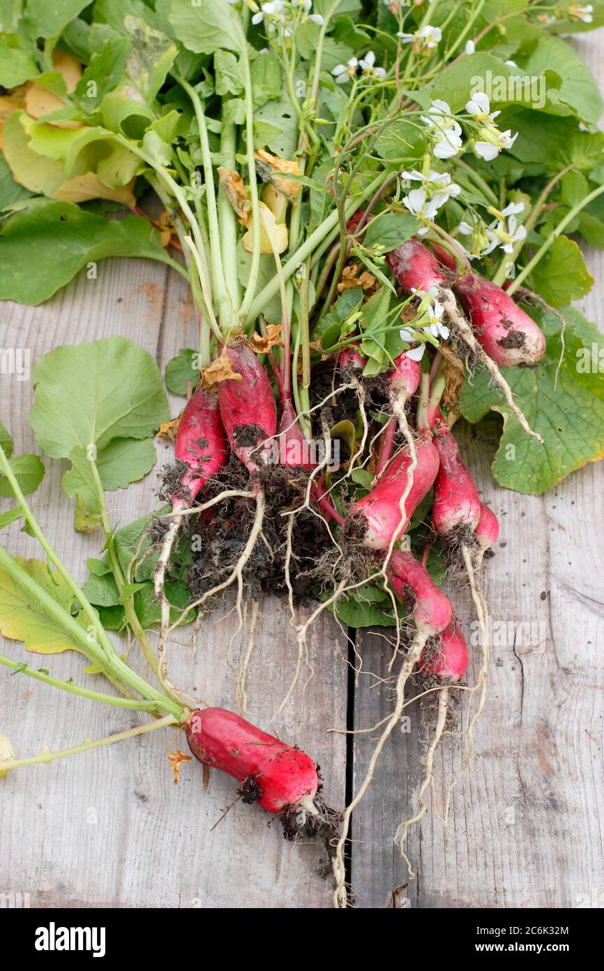Racine de radis ligneux Banque de photographies et d’images à haute ...