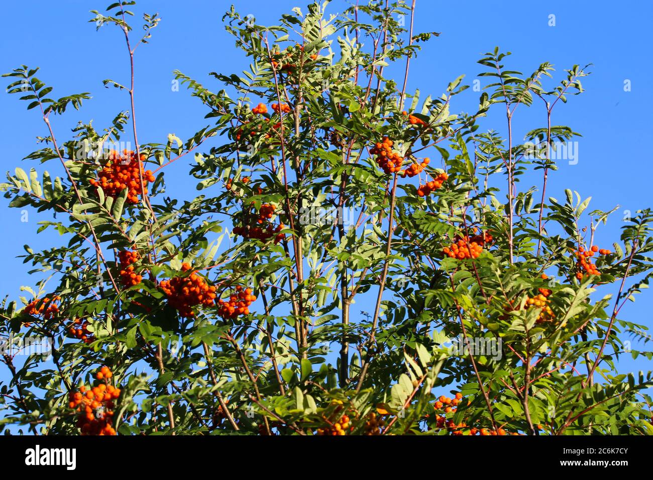 Sur une branche de rowan sorbus aucuparia avec des fruits Banque de ...